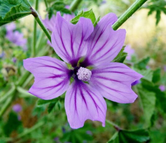 Week 8: Explore Mauve | Color Column – Nix Sensor Ltd