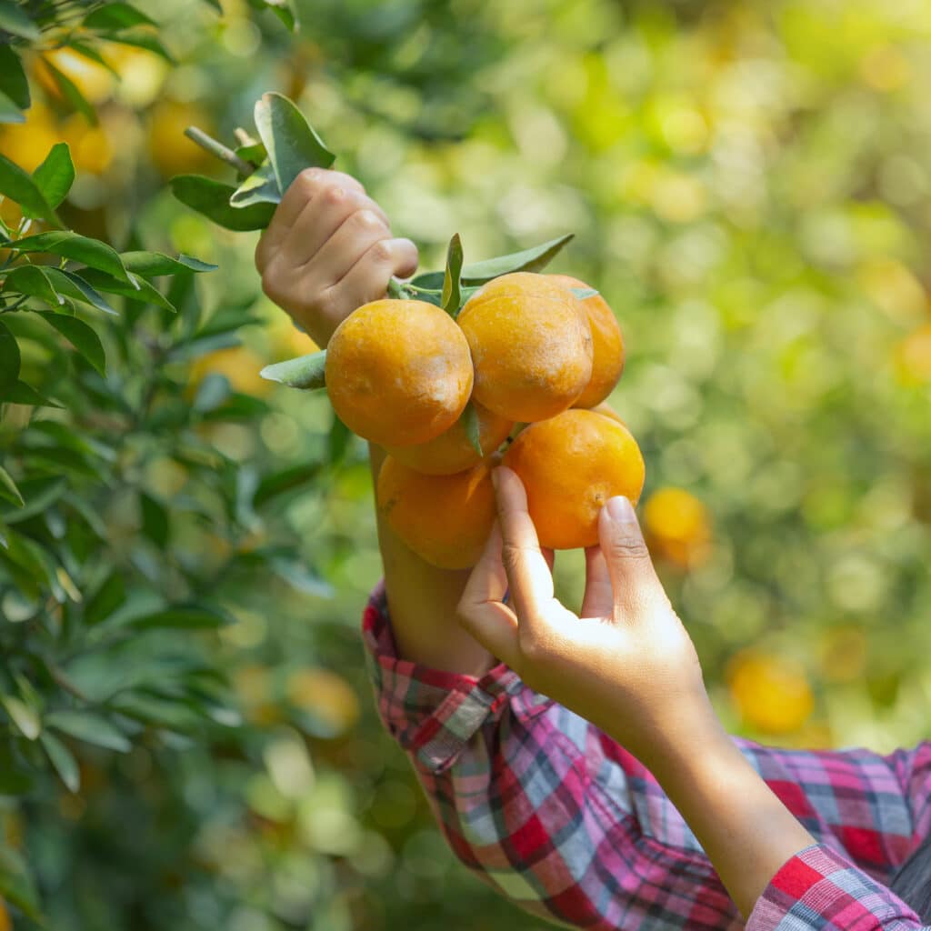 Color Measurement and Quality Control for Fruits, Vegetables, and Meats ...